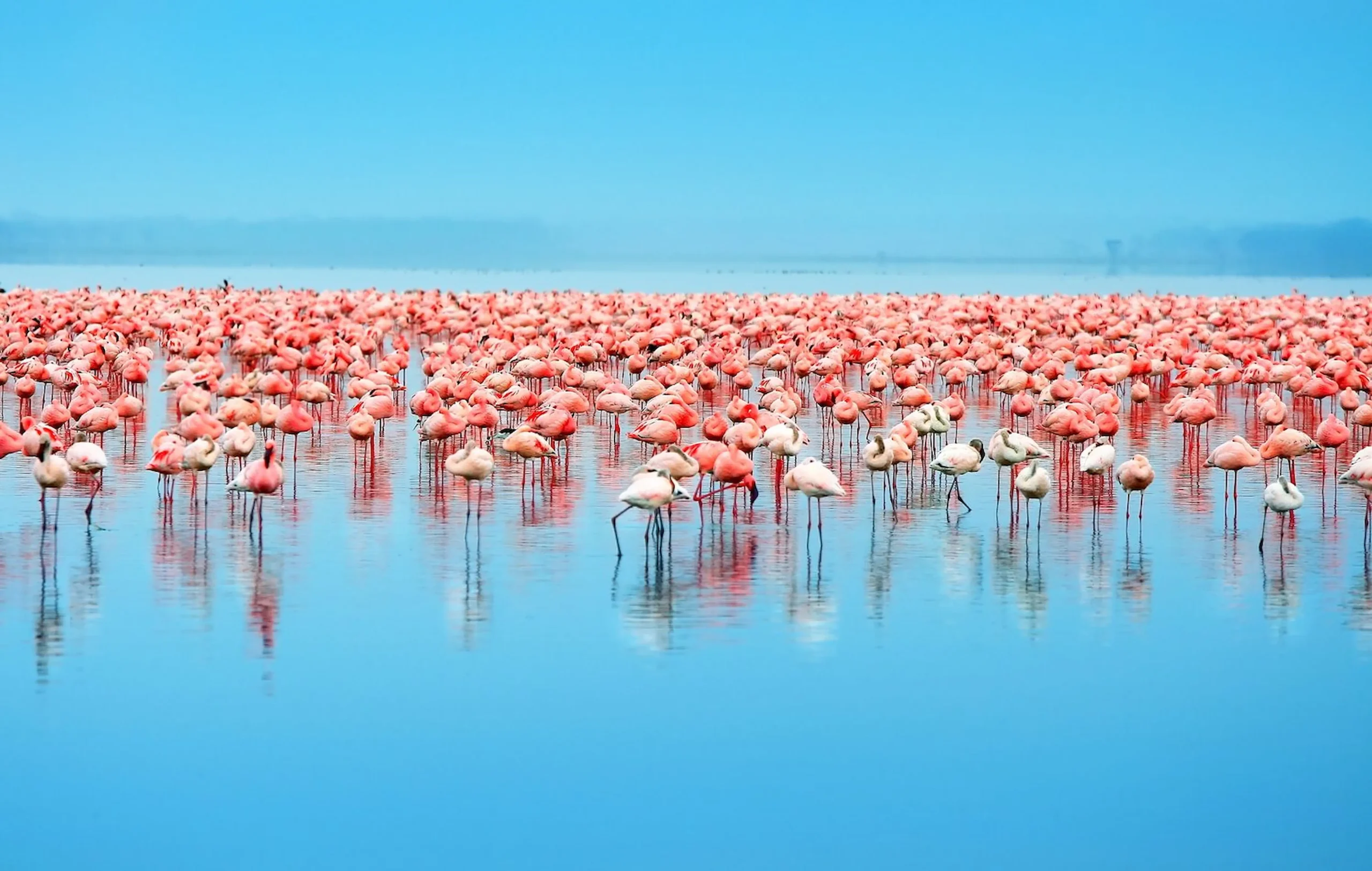 Pride of Kenya - Amo il Mondo